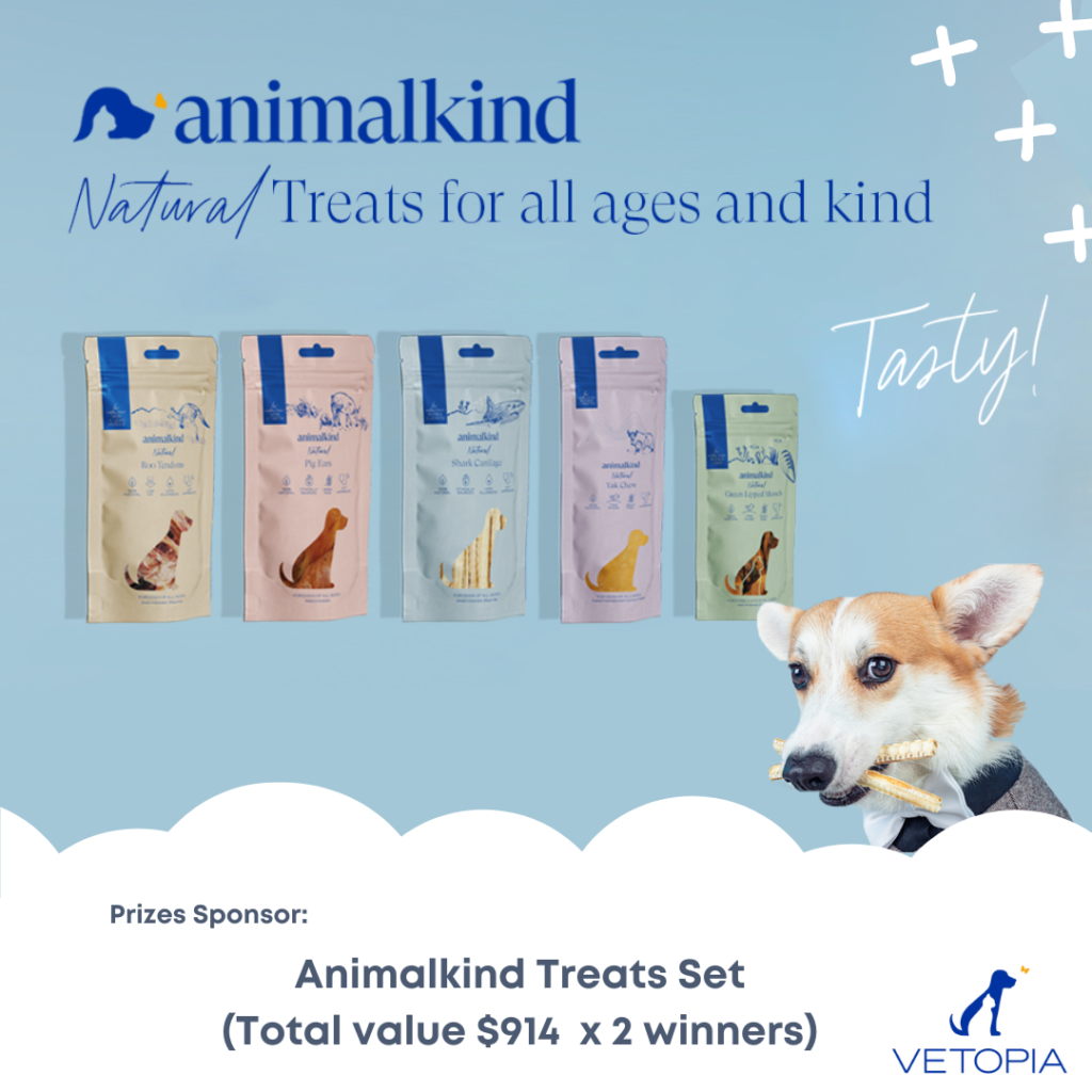 Announcing the first ever Ritzy Little Pet Star Photo Contest 2022 ...